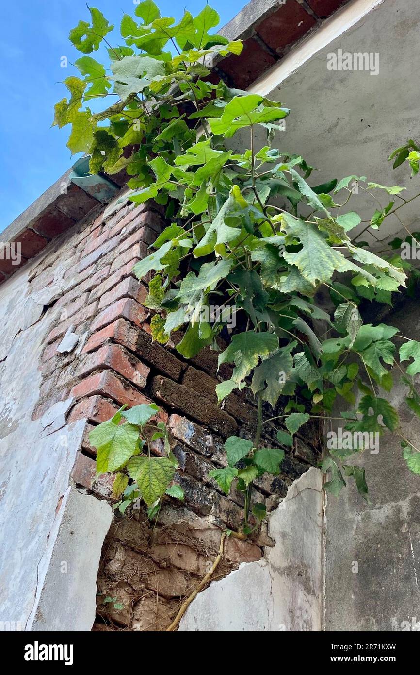 A paper mulberry (Broussonetia papyrifera) sapling growing on the ...