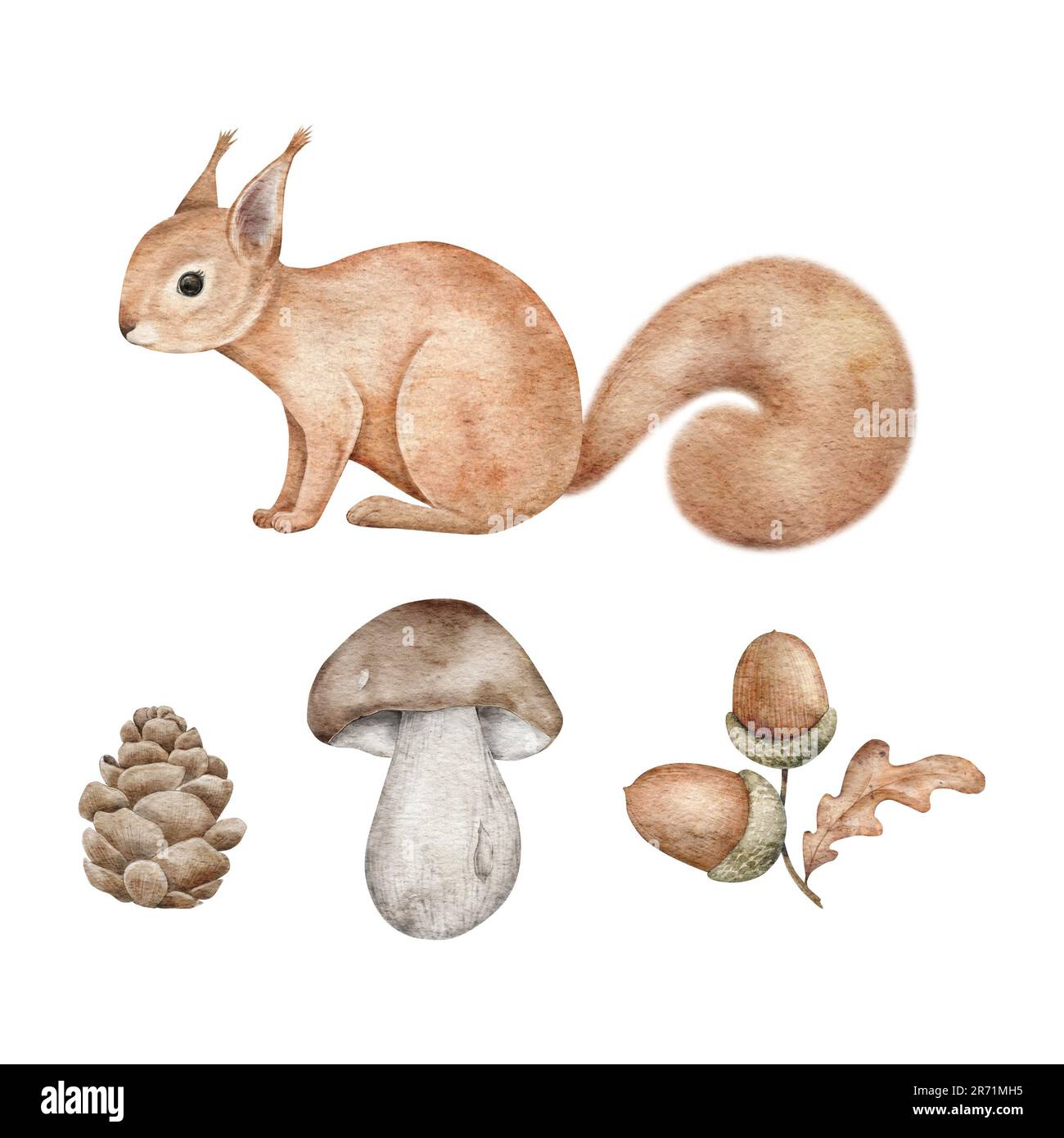 Set of cute baby squirrel, pine cone, leaves, boletus and acorn ...
