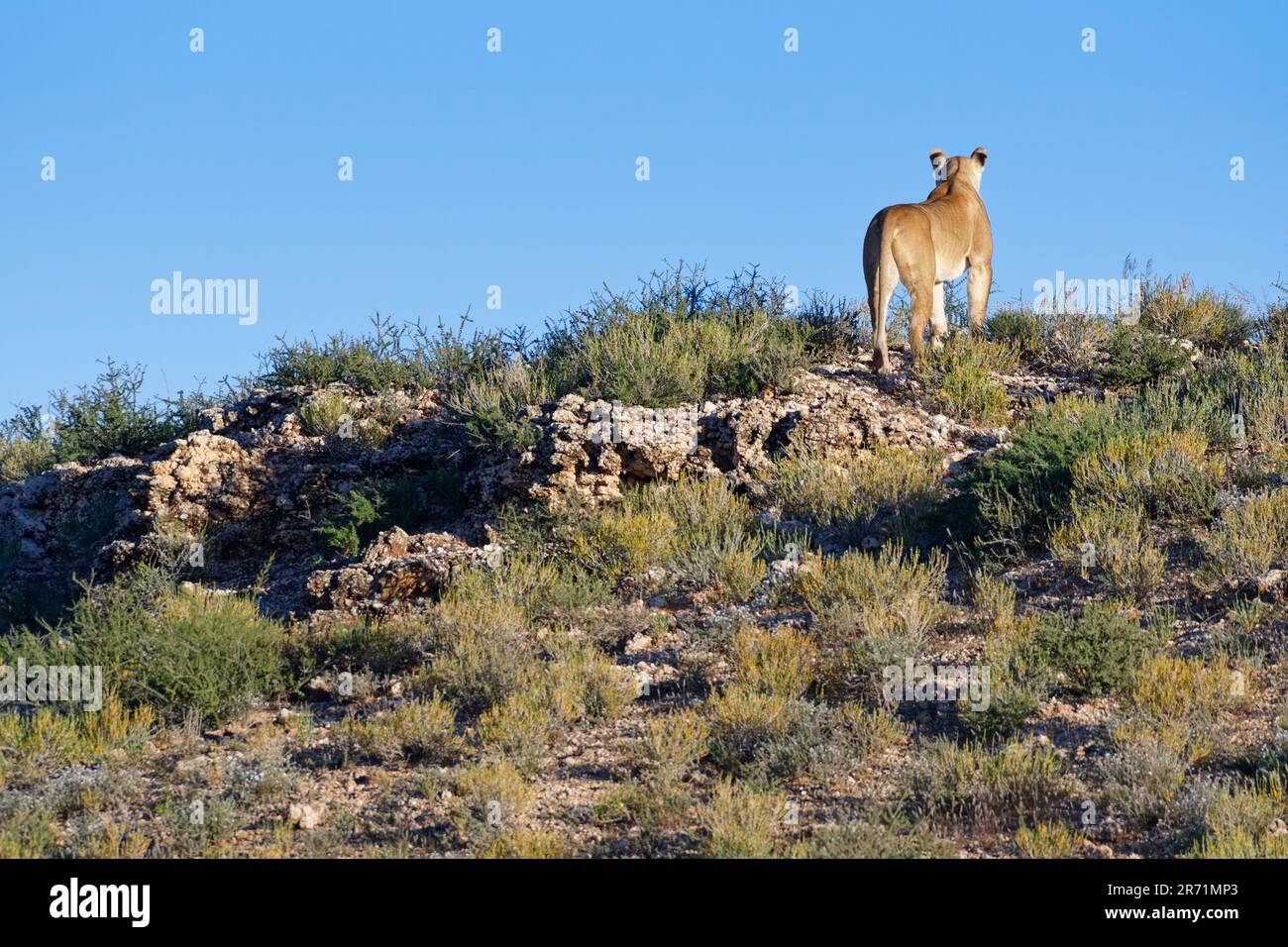 African lion (Panthera leo), lioness standing on the ridge of a rocky ...