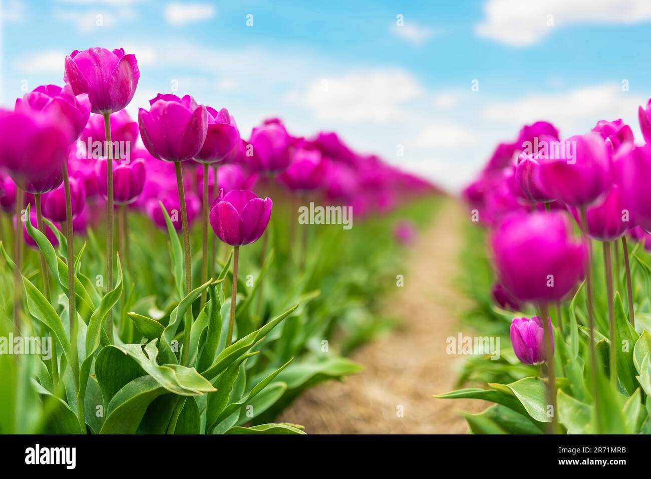 Scenic view of rows of bright colorful blooming tulips flower field in ...