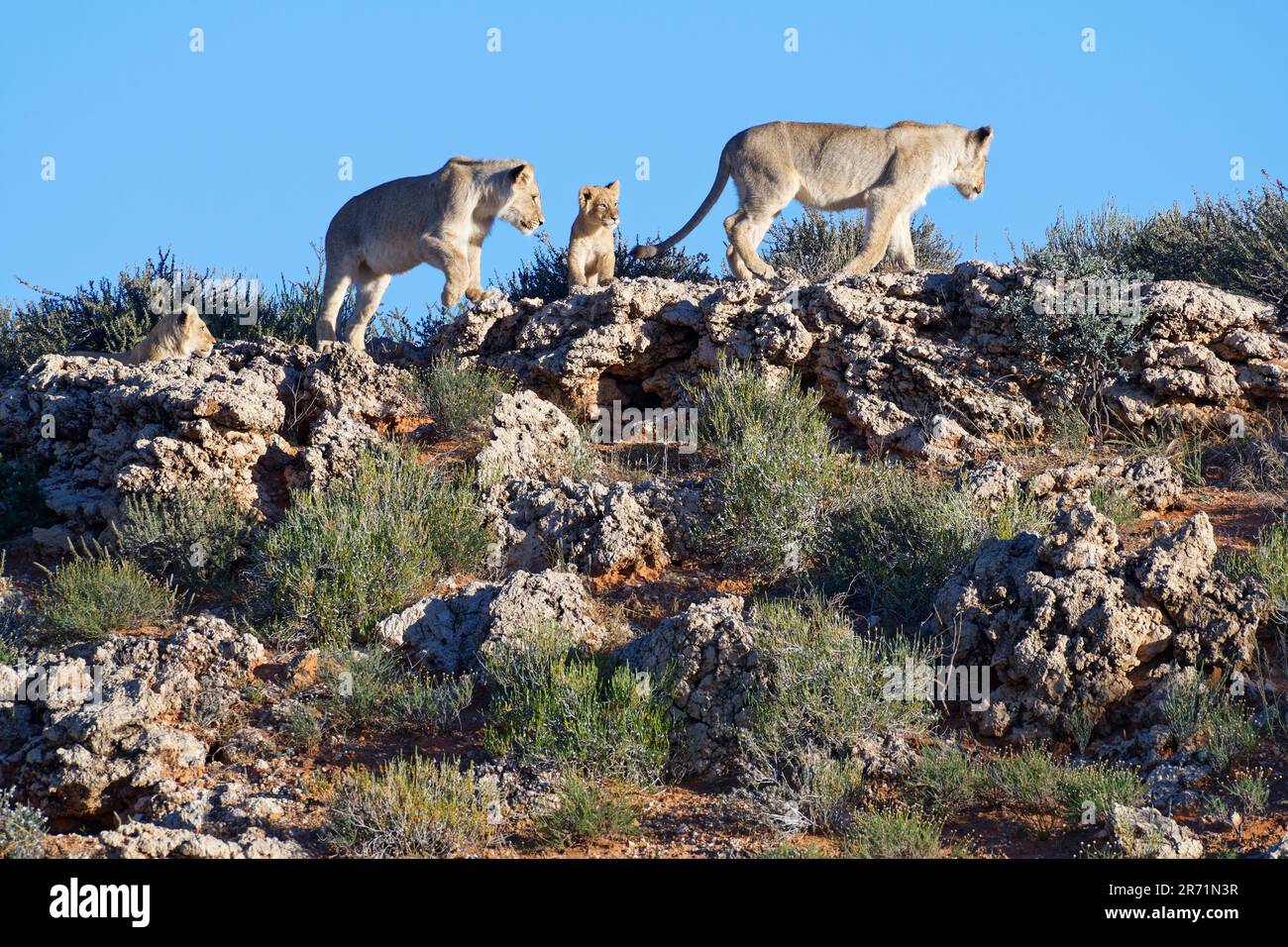 African lions (Panthera leo), two young male lions with two cubs ...