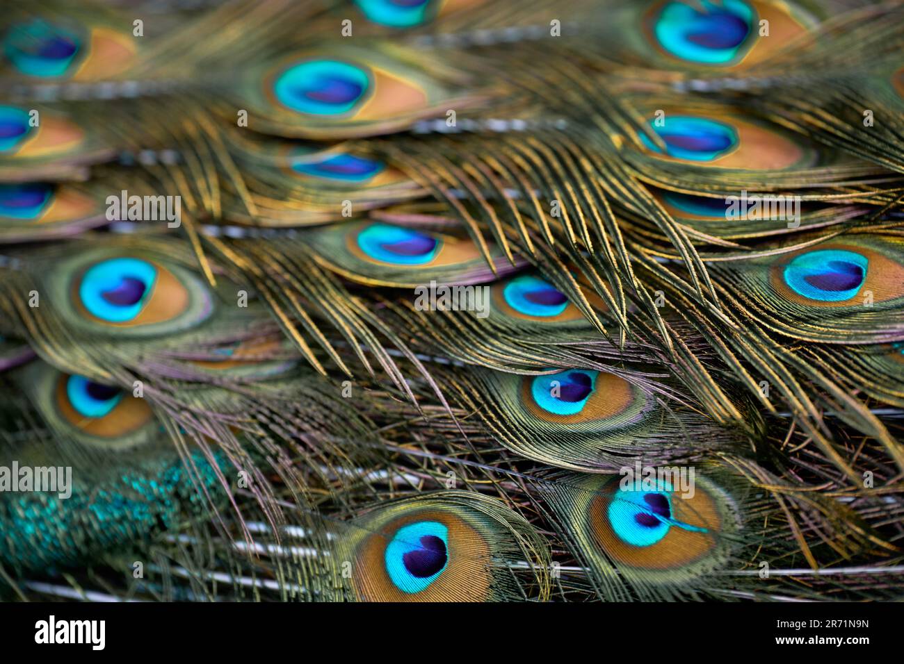 This image features a stunning peacock with its feathers spread out to ...