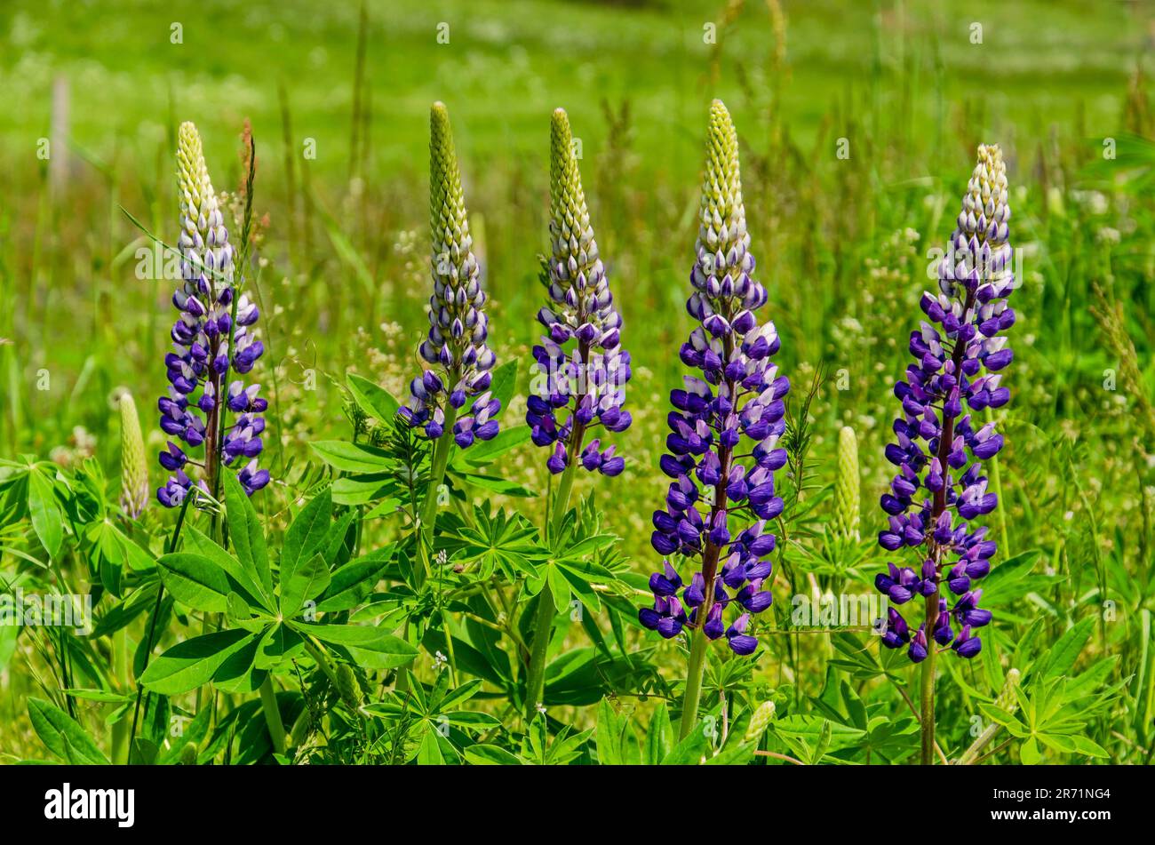 Five lupines with purple flowers in a green field at the transition ...