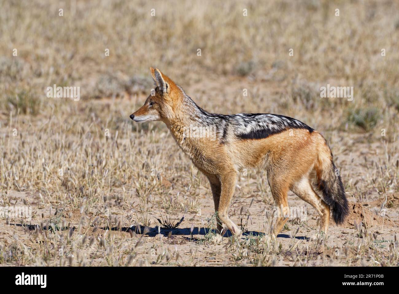 Black-backed jackal (Lupulella mesomelas) walking in the dry grass ...