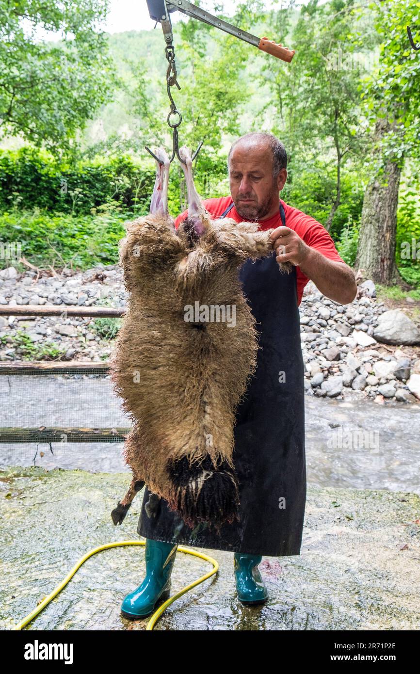 Sheep slaughter hi-res stock photography and images - Alamy