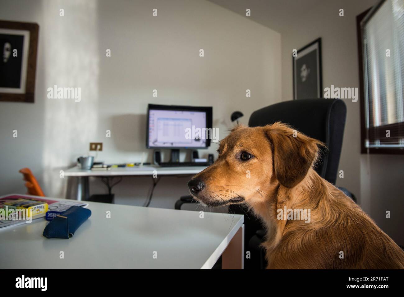 Puppy dog in the office Stock Photo - Alamy
