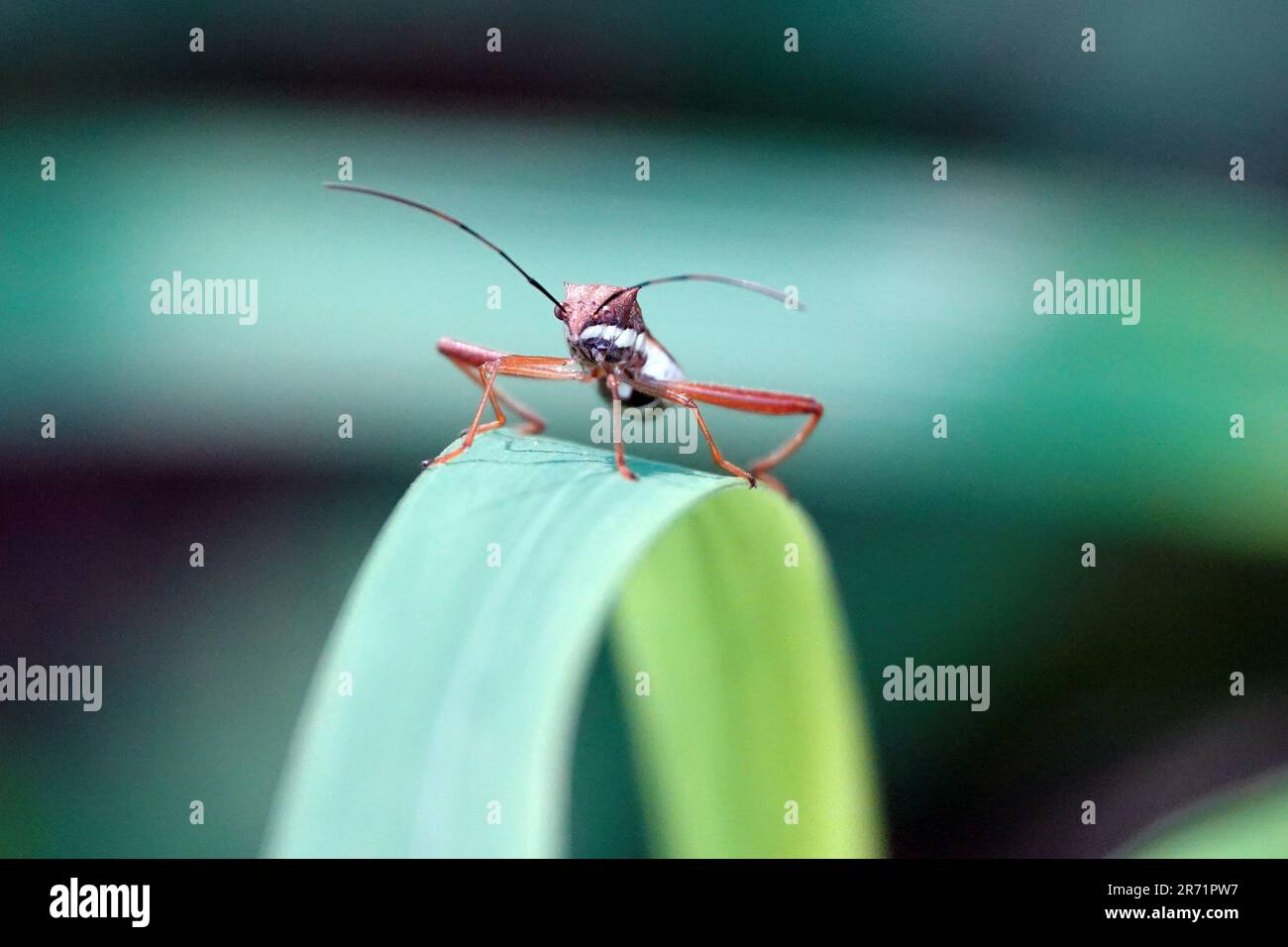 The rice ear bug hi-res stock photography and images - Alamy