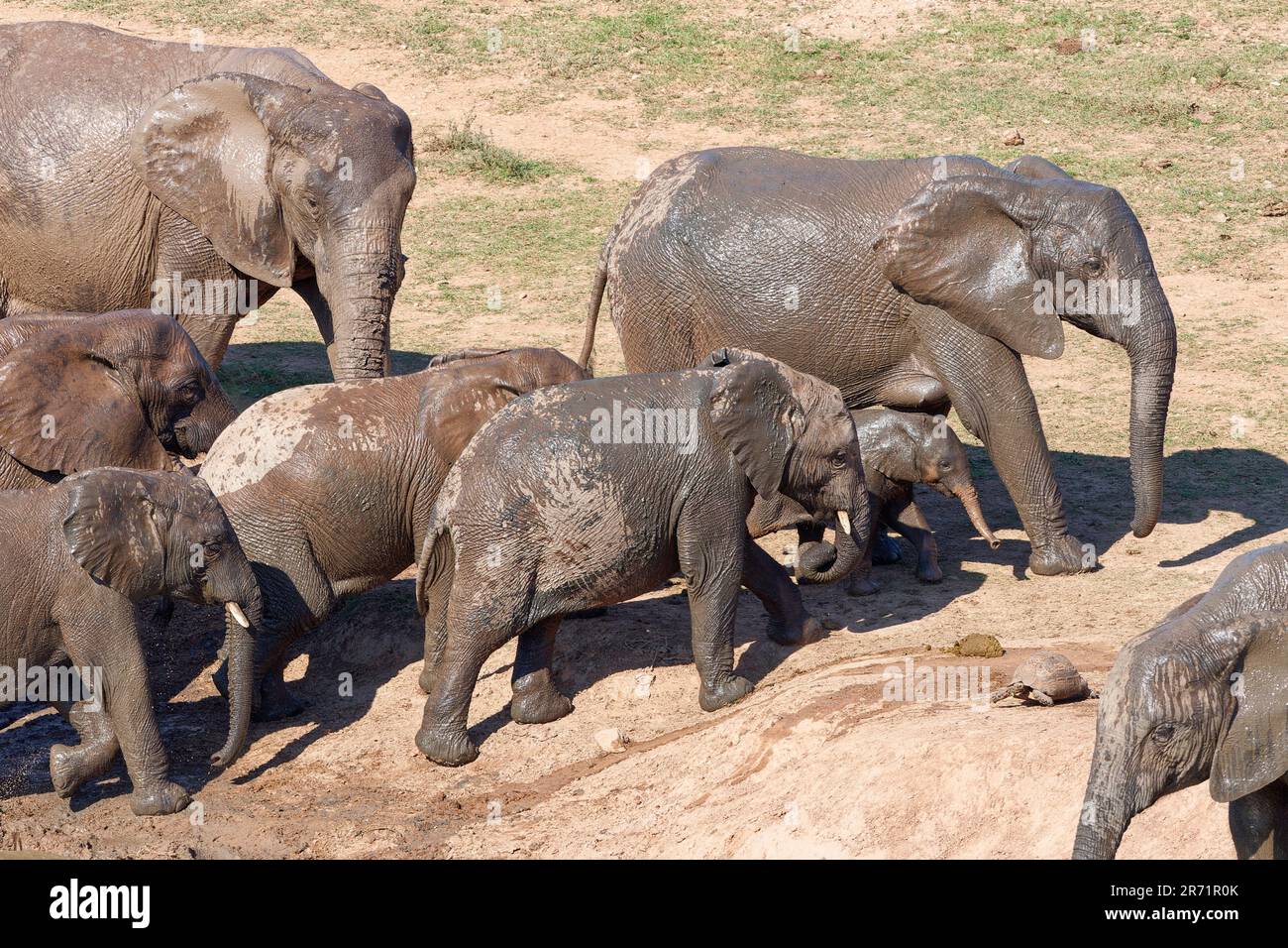 Elephant and calf leaving a water hole hi-res stock photography and images - Alamy