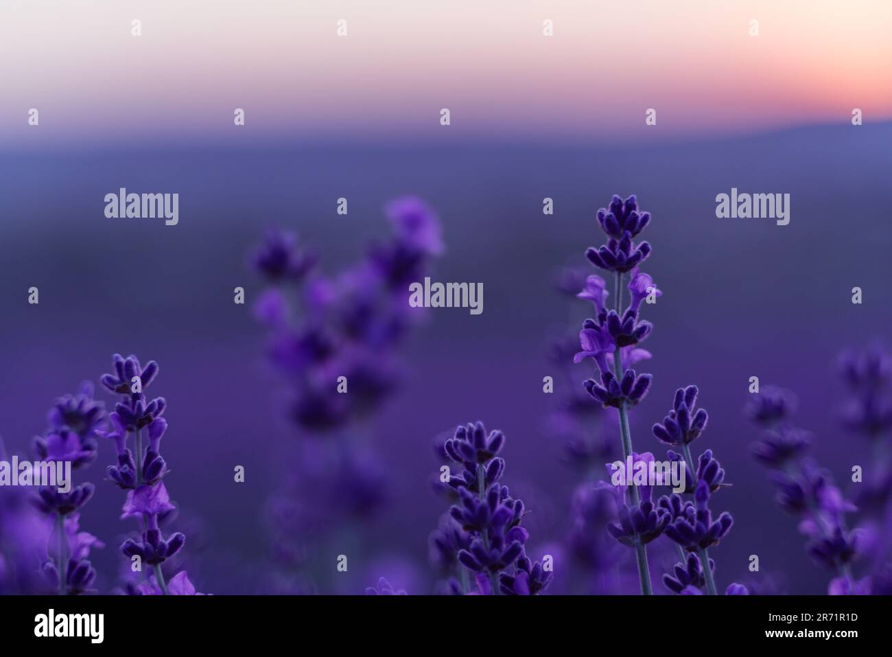 Lavender flower background. Violet lavender field sanset close up ...