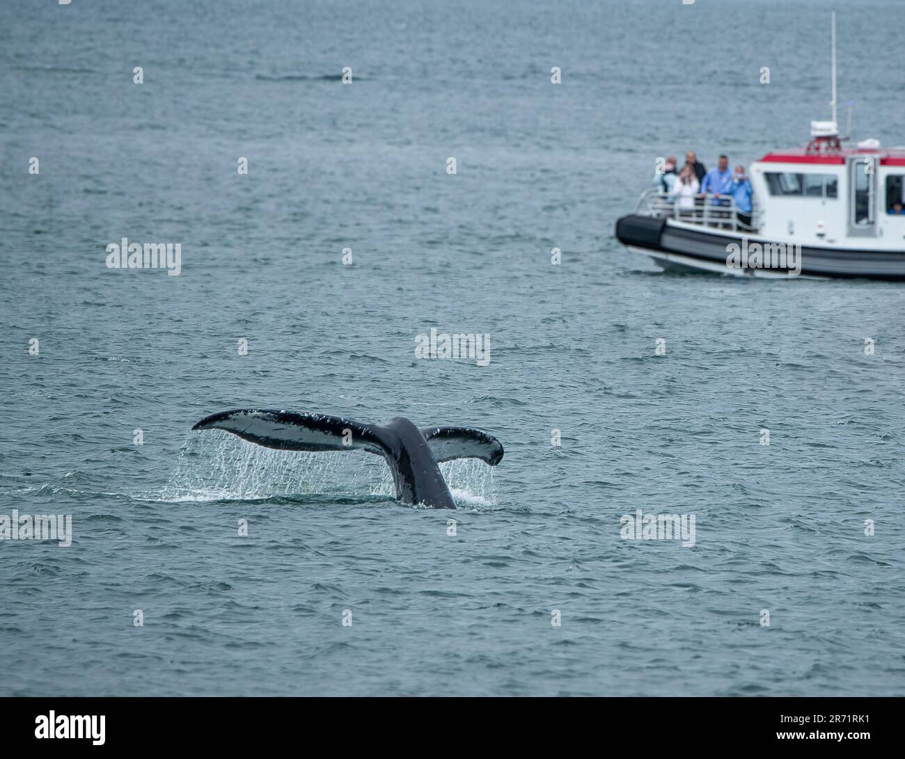 Whale fluking in waters off Alaska Stock Photo - Alamy