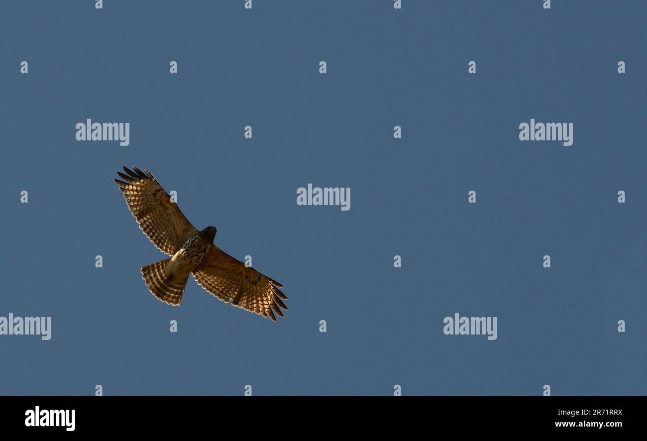 Red Shouldered Hawk in flight Buteo lineatus Stock Photo - Alamy