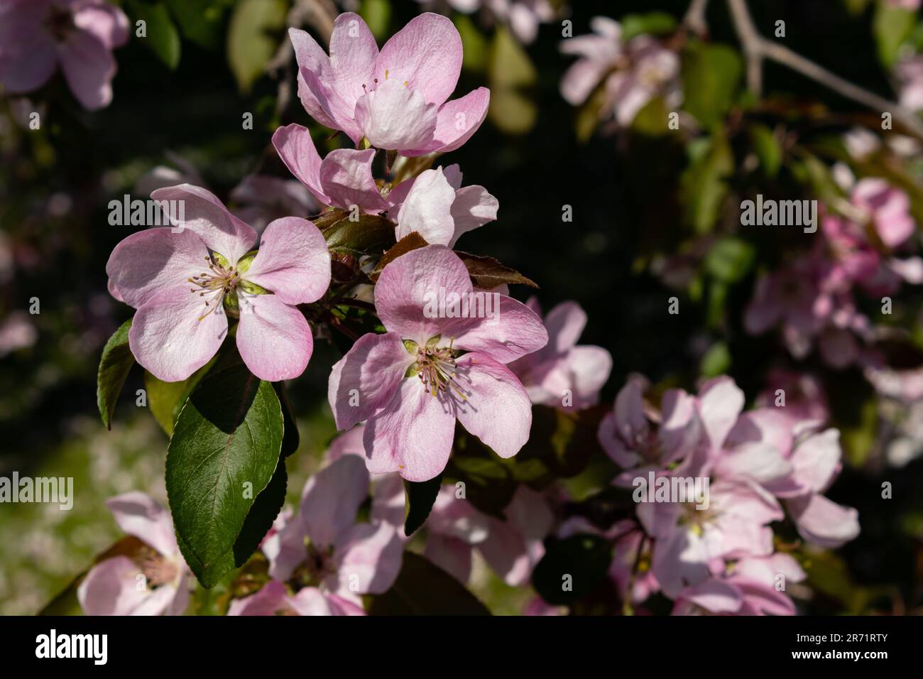 Pale pink crabapple blossoms in detail, captured in spring Stock Photo ...