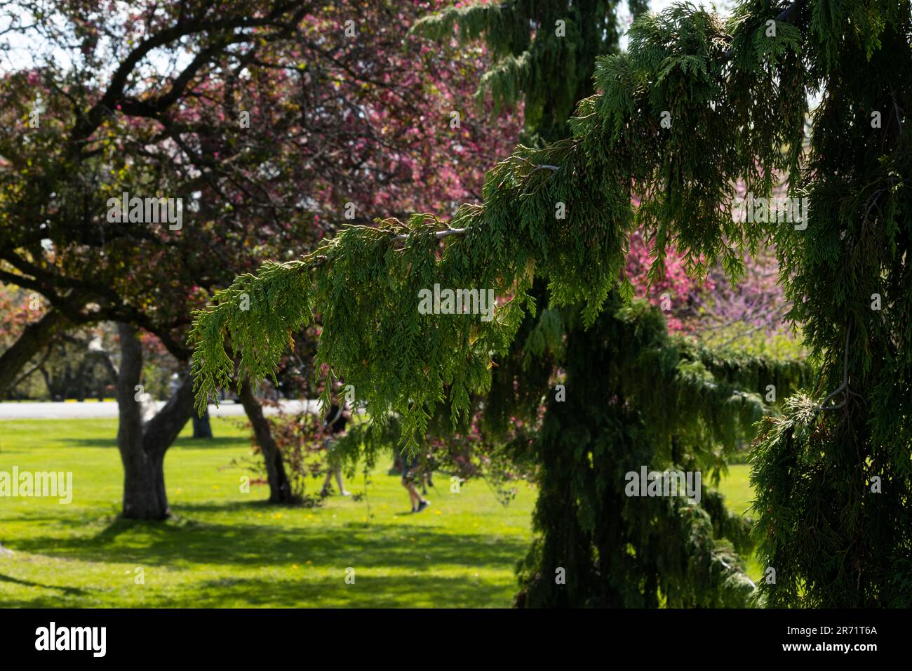 A cedar tree stands tall among the crabapple blossoms Stock Photo - Alamy