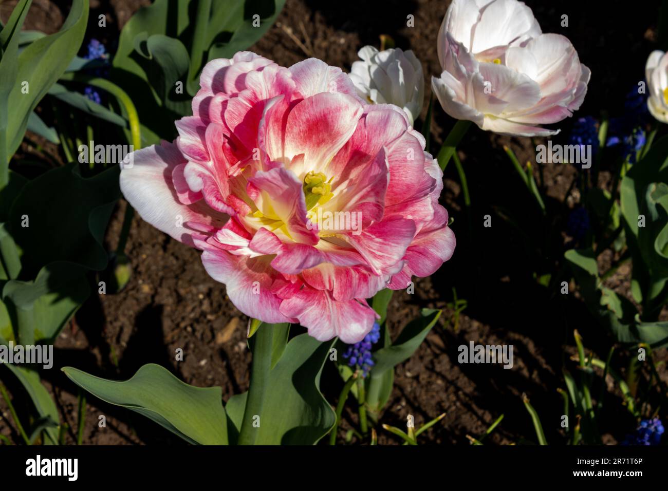 Double layered petals hi-res stock photography and images - Alamy