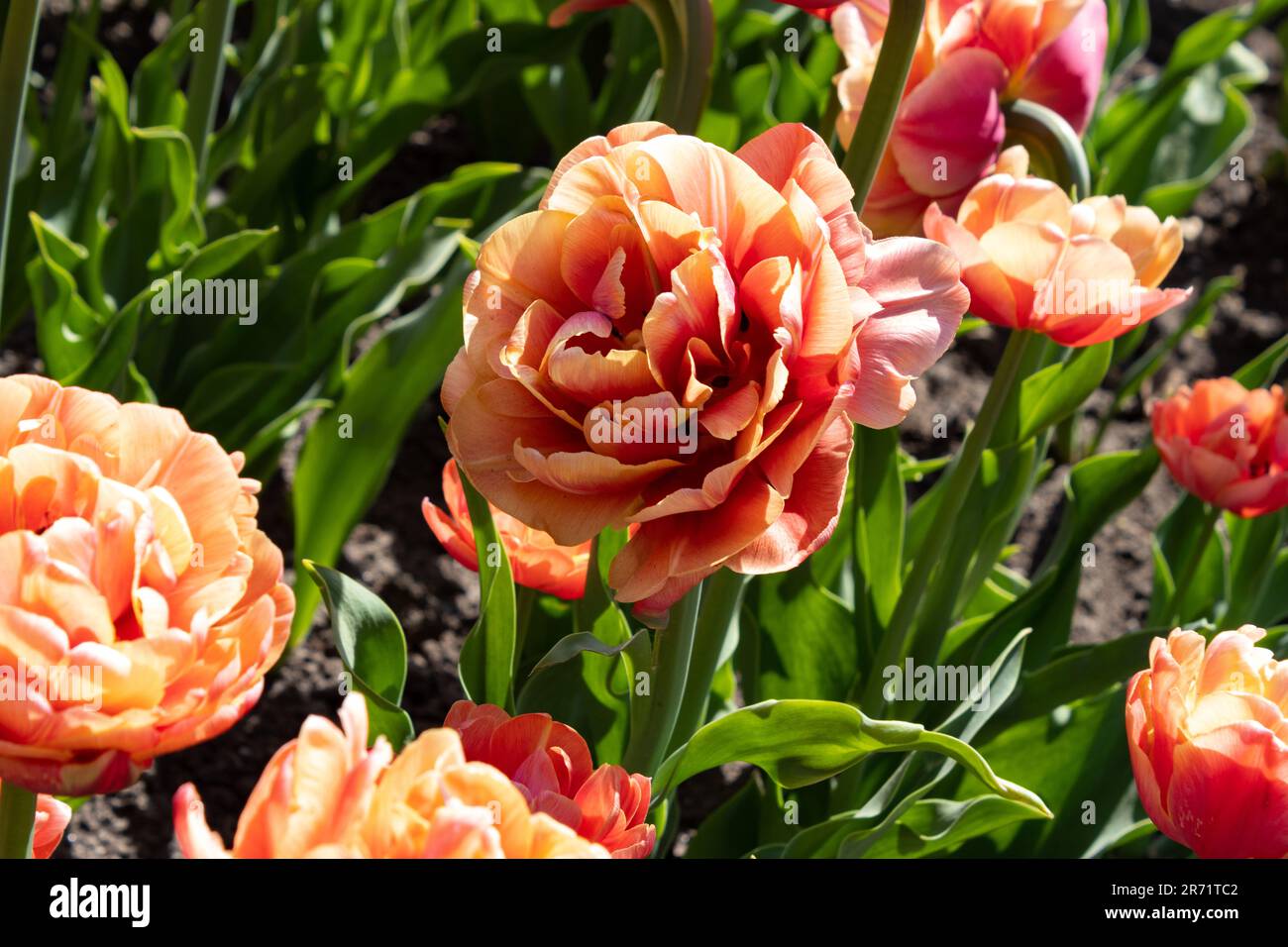 Layered garden hi-res stock photography and images - Alamy