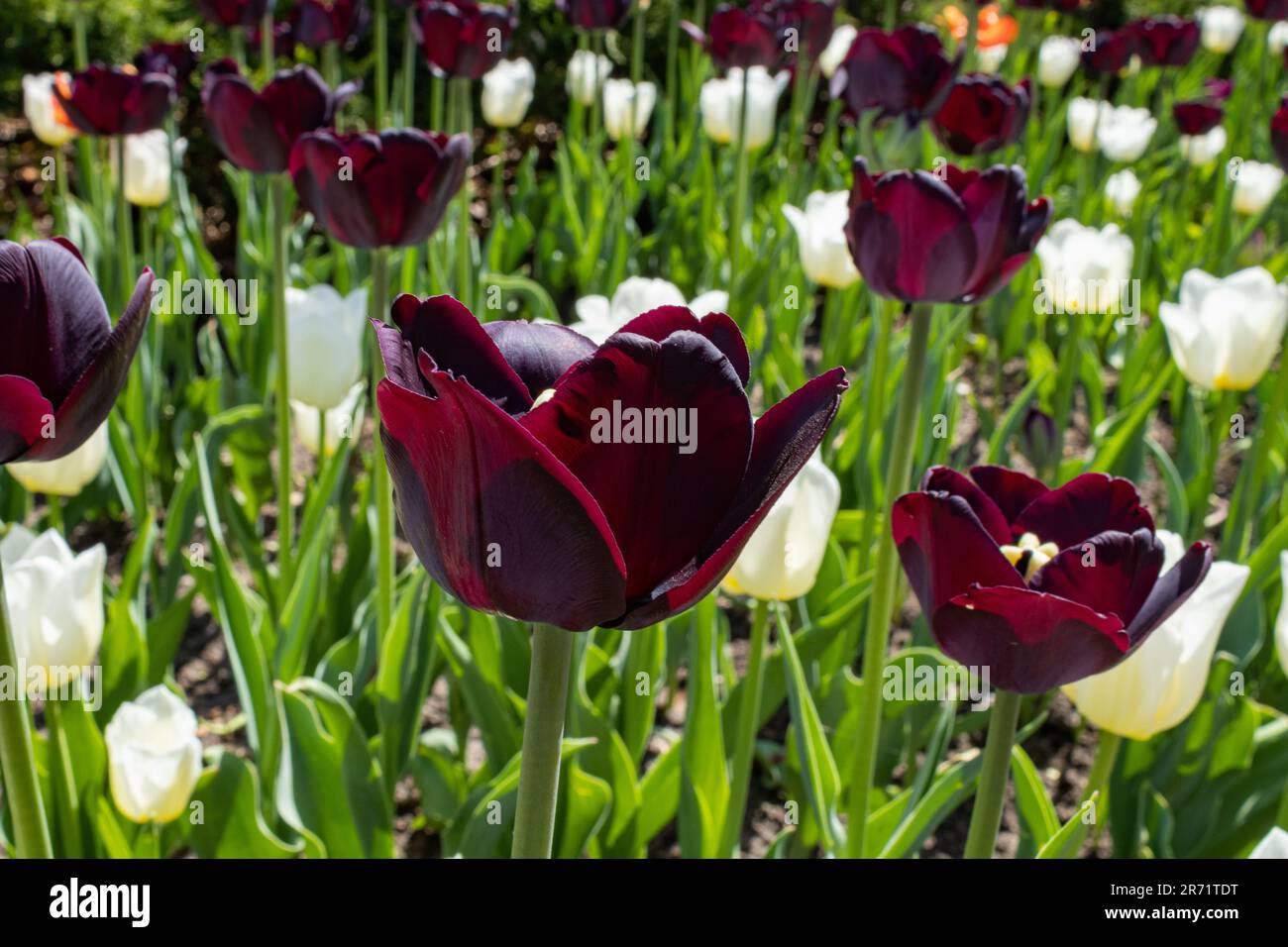 Maroon flowers landscape hi-res stock photography and images - Alamy