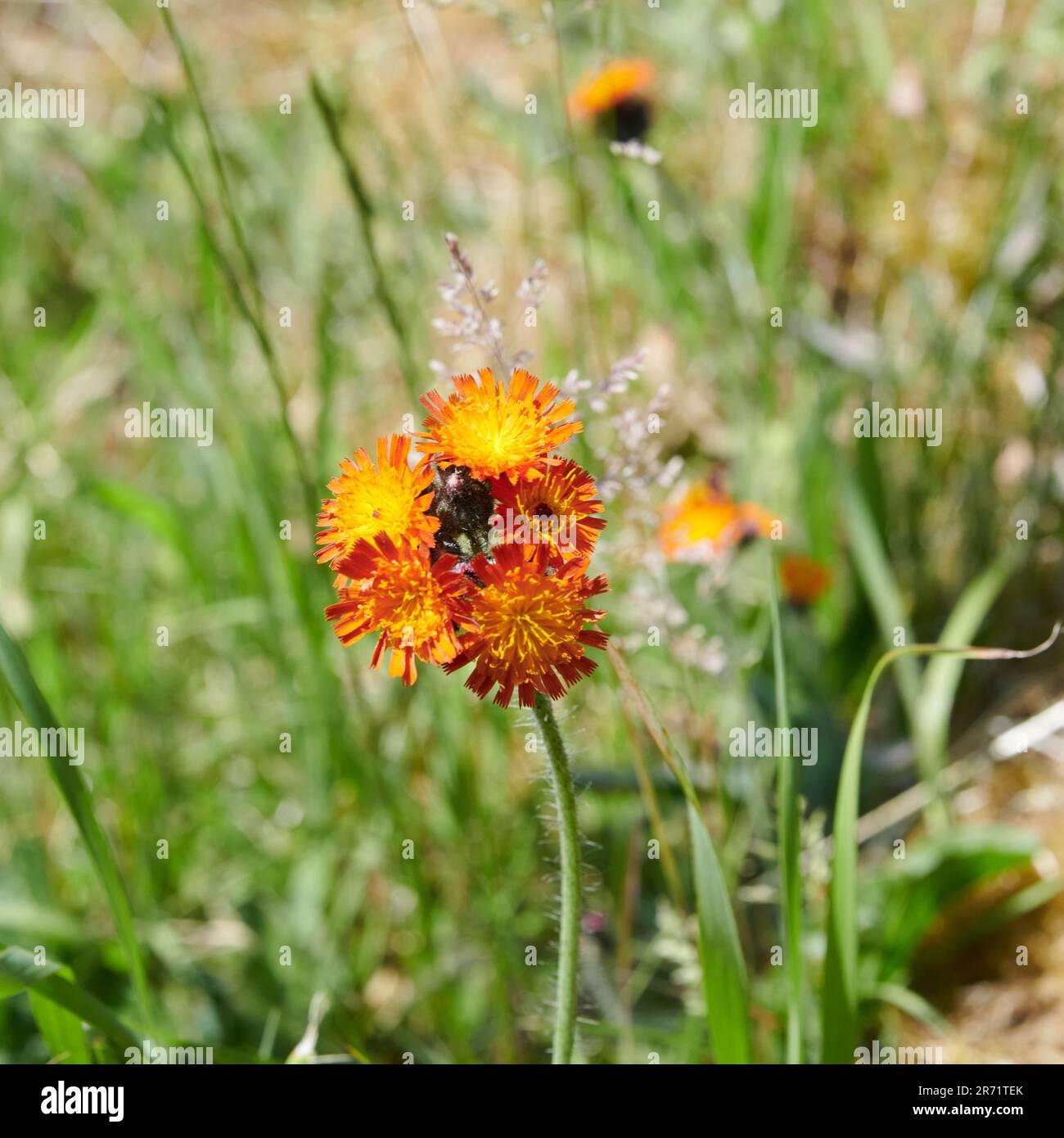 Devils paint brush hi-res stock photography and images - Alamy