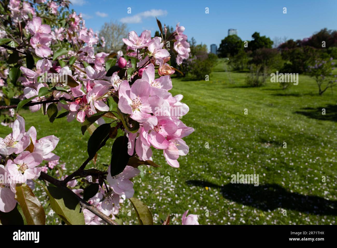 A human shadow of a person observing the pale pink crabapple blossoms ...