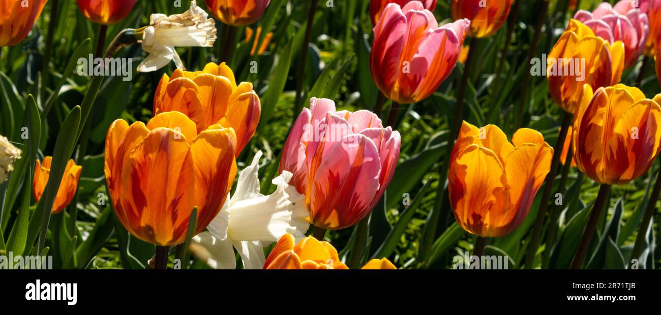Orange and Pink Tulips stand side by side in the garden Stock Photo - Alamy