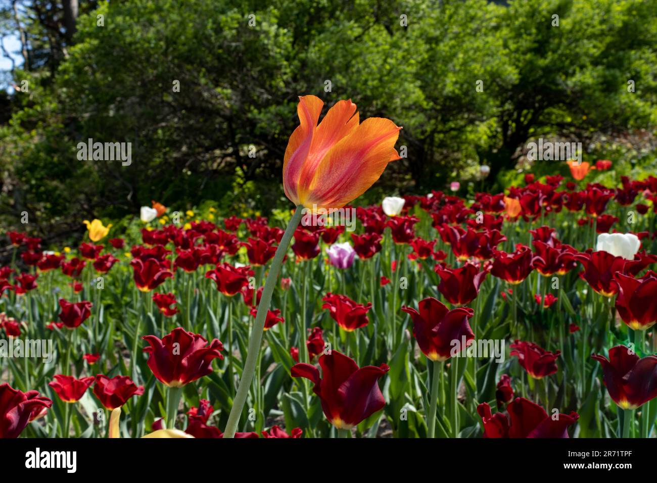 Tulip stands hi-res stock photography and images - Alamy