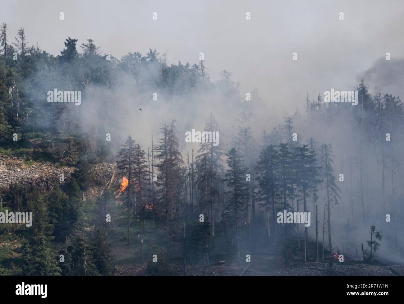Kronberg, Germany. 12th June, 2023. Trees are burning in a forest fire ...