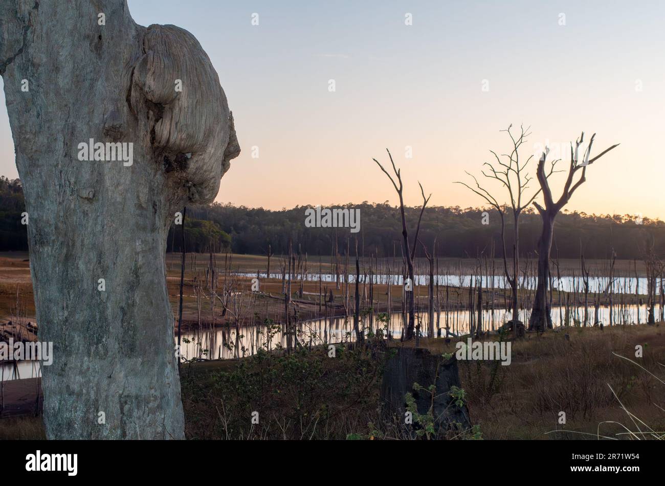 The Sentinal, Tree Burl Lake Tinaroo Stock Photo - Alamy