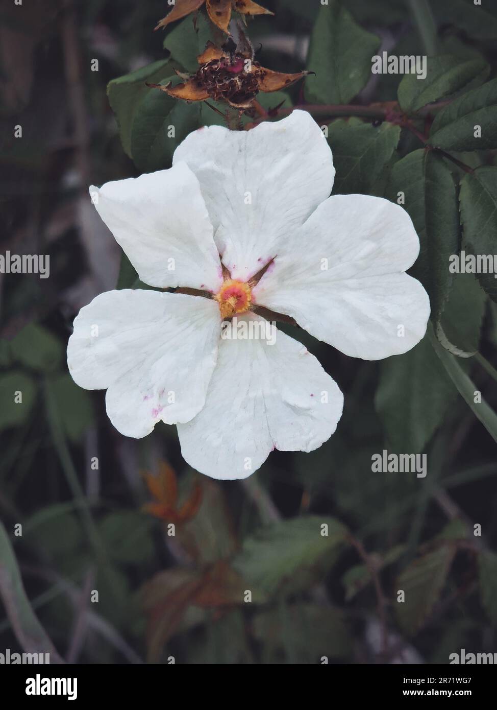 One evergreen rose growing in a forest in Portugal with blurred ...