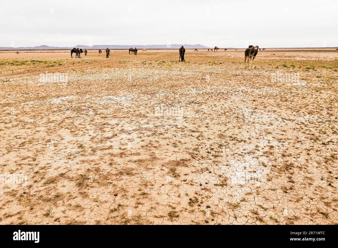 Morocco. Dayet Srji lake Stock Photo - Alamy