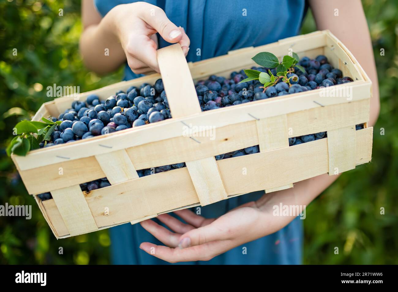 Womans hands holding a basket with blueberries. Picking fresh berries ...