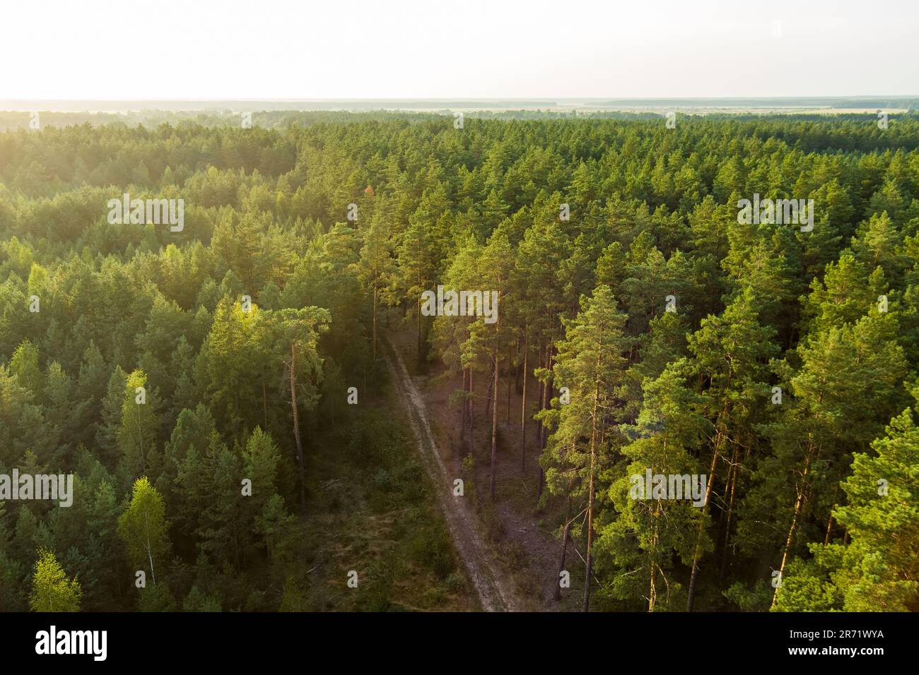 Aerial top down view of summer forest with two-lane road among pine ...