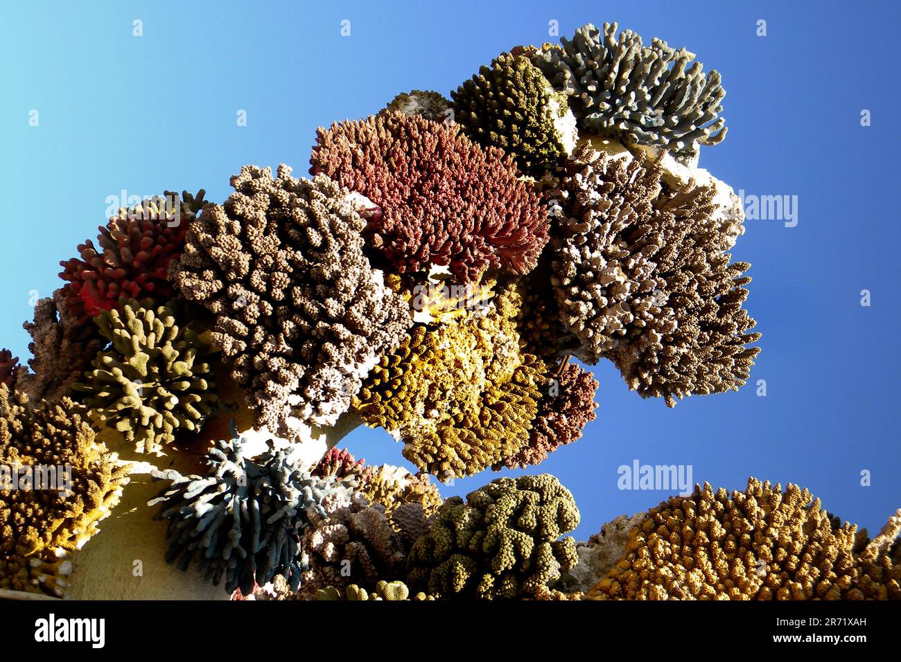 Coral. Arabian desert. Saudi Arabia Stock Photo - Alamy