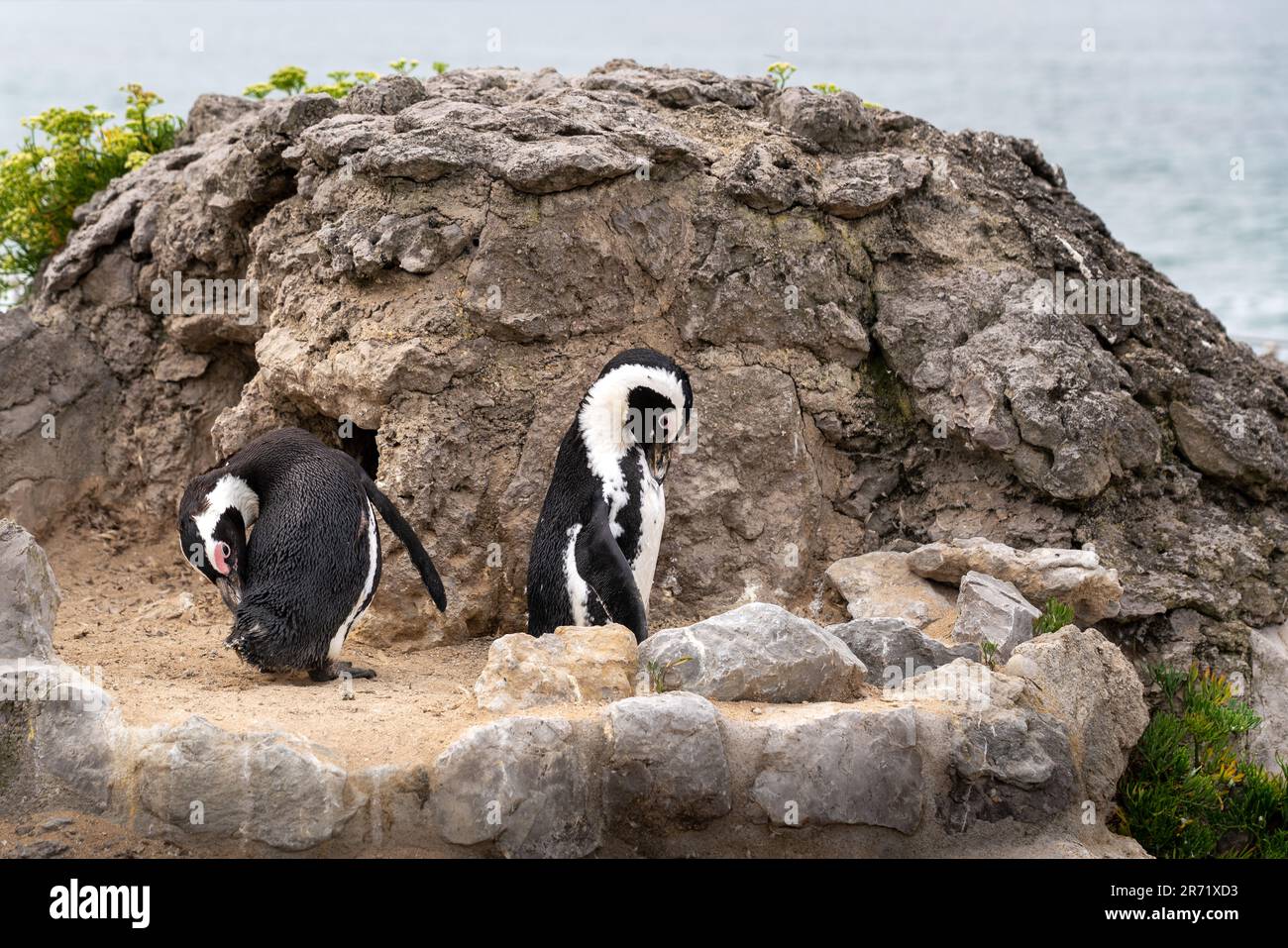 Two African small Penguins at the Zoo of Magdalena Palace in Santander ...