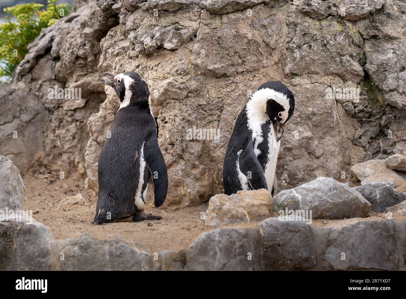 Two African small Penguins at the Zoo of Magdalena Palace in Santander ...