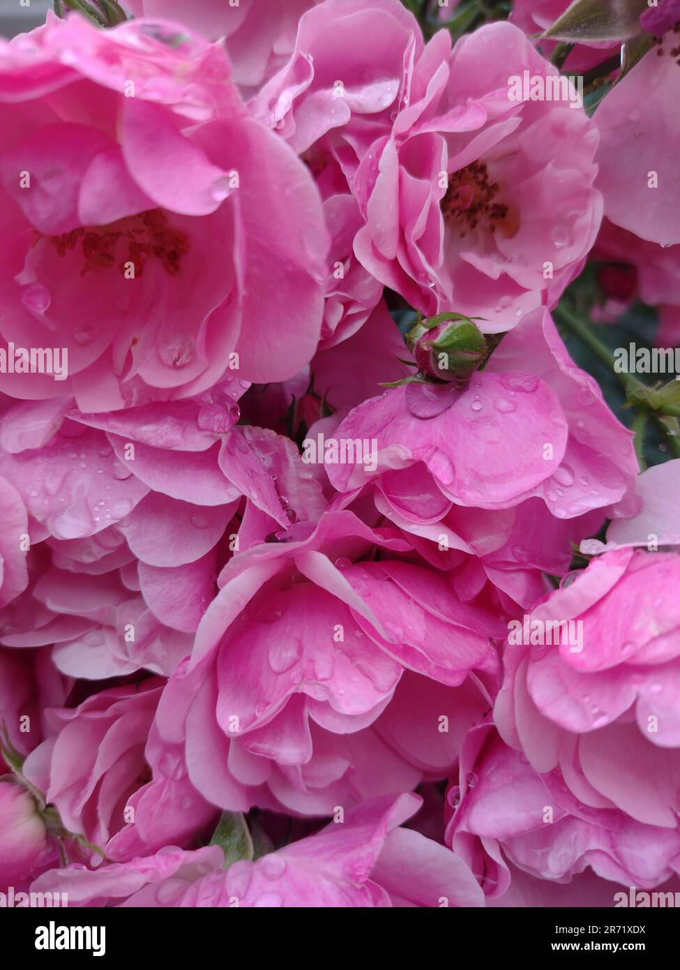 Rose after rain. The rose buds in the drops Stock Photo - Alamy