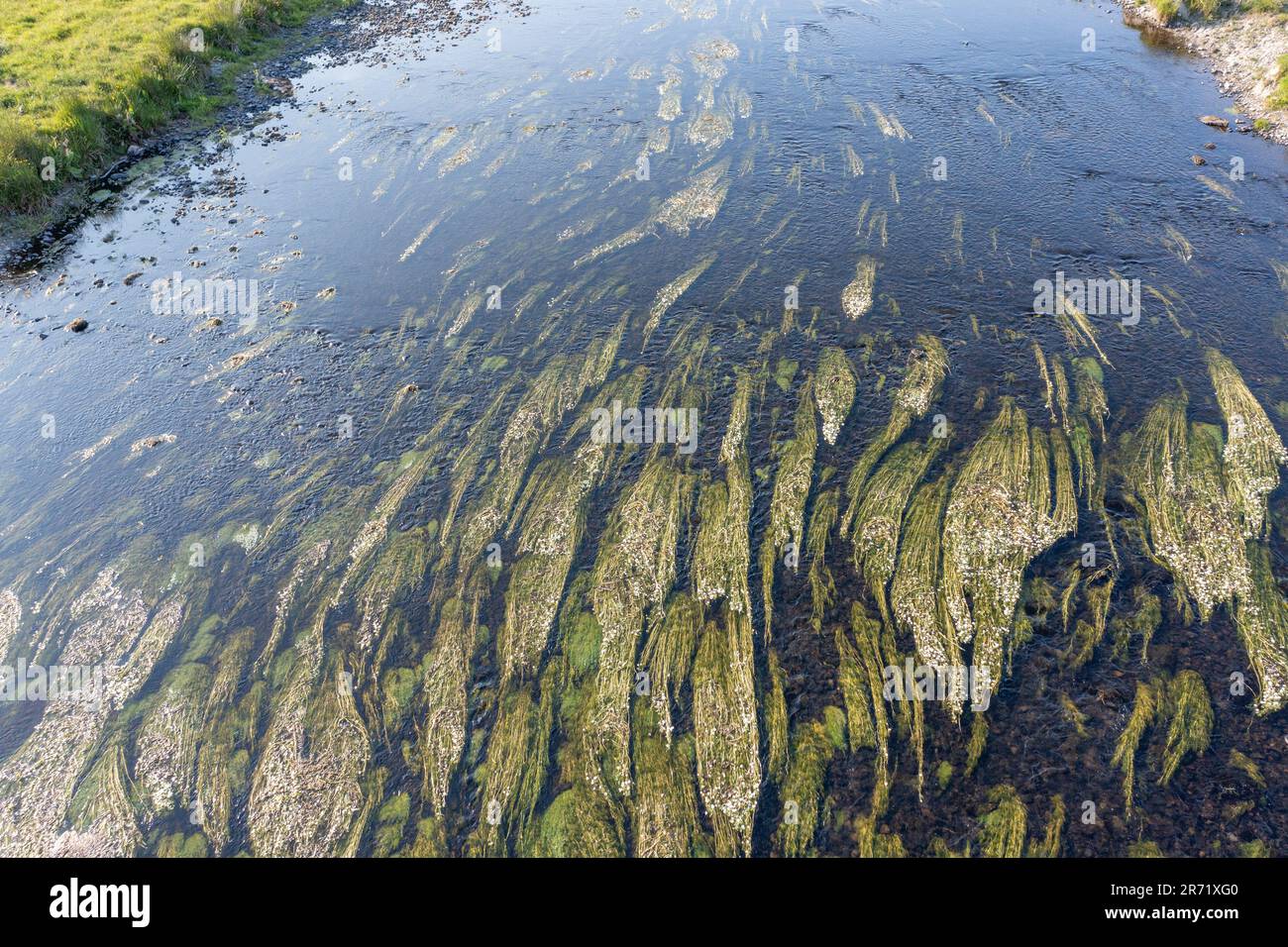 Aerial view of common water-crowfoot (Ranunculus aquatilis) growing in ...