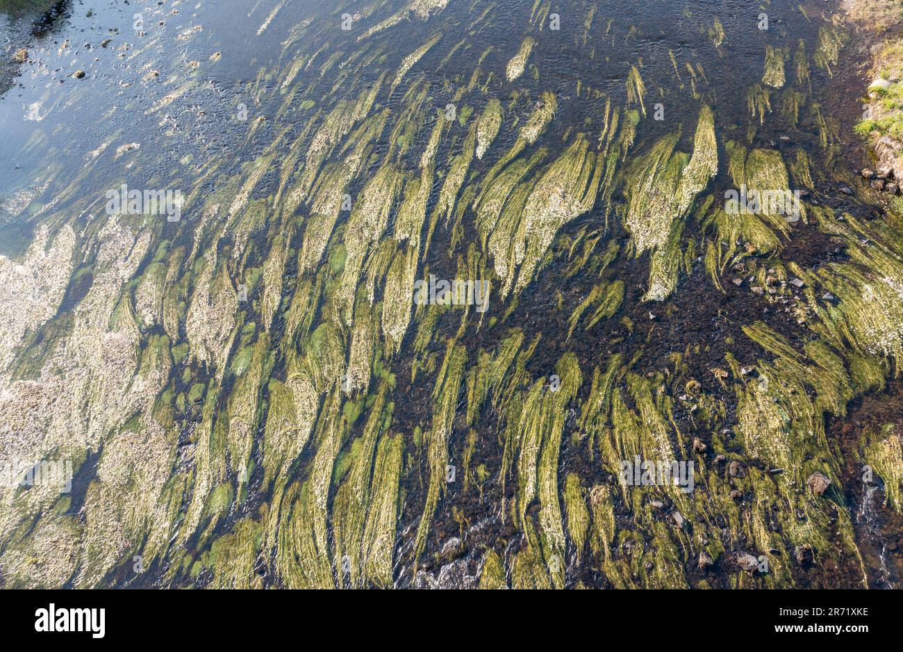Aerial view of common water-crowfoot (Ranunculus aquatilis) growing in ...