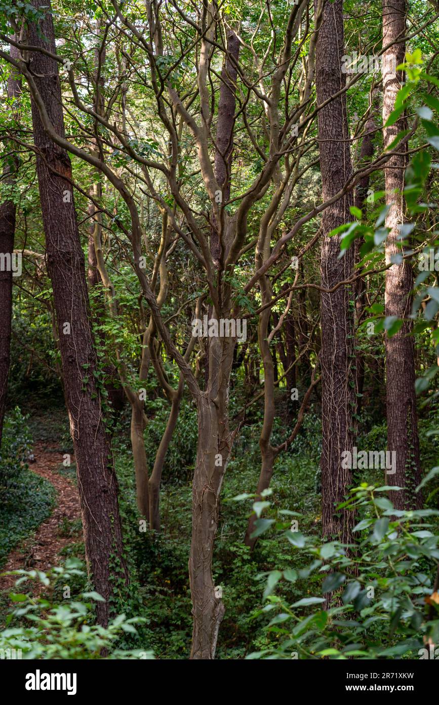 Forest landscape with a dirt road crossing the forest. Peaceful scene ...