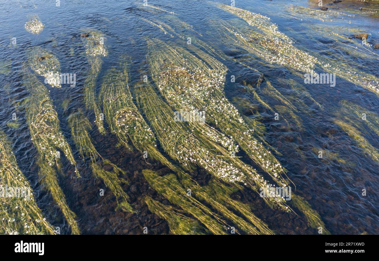 Aerial view of common water-crowfoot (Ranunculus aquatilis) growing in ...