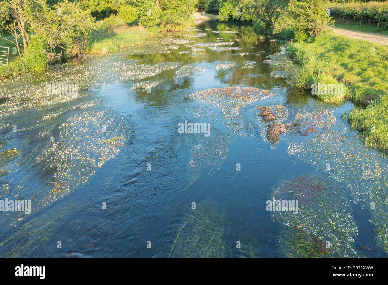 Aerial view of common water-crowfoot (Ranunculus aquatilis) growing in ...