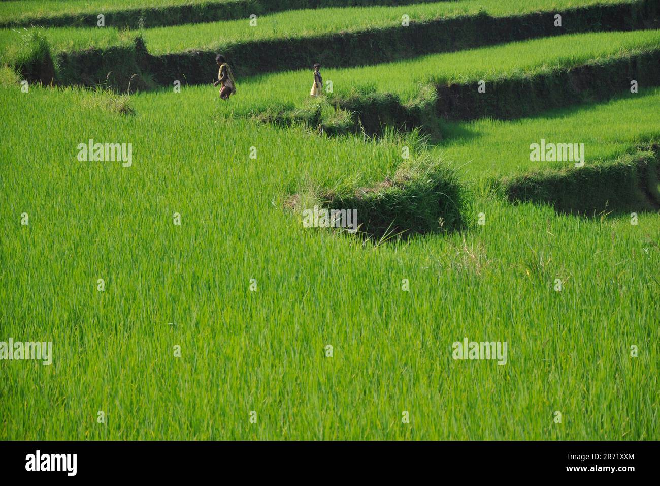 Rice cultivation india hi-res stock photography and images - Alamy