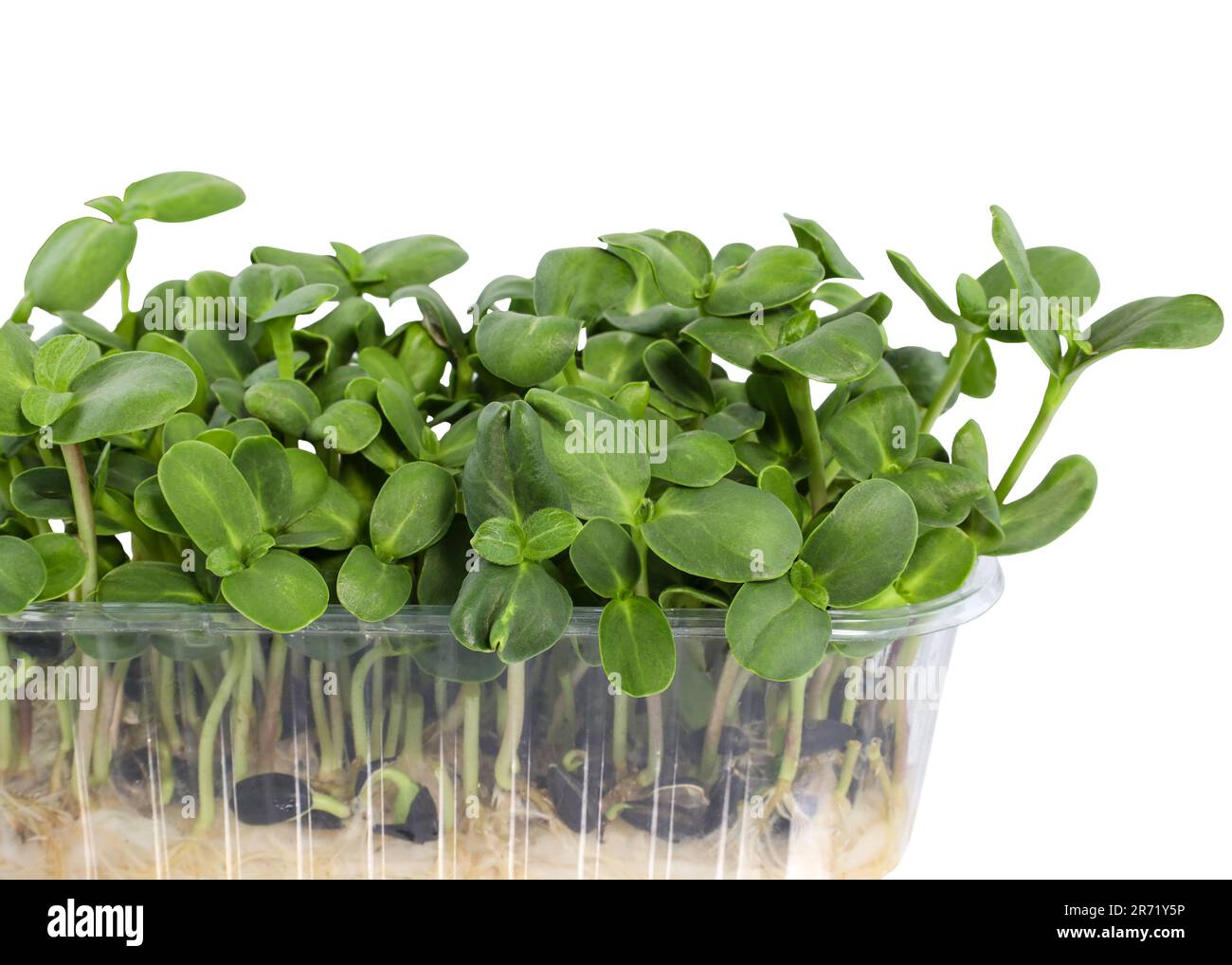Sprouted sunflower seeds in a plastic container isolate. Small green ...