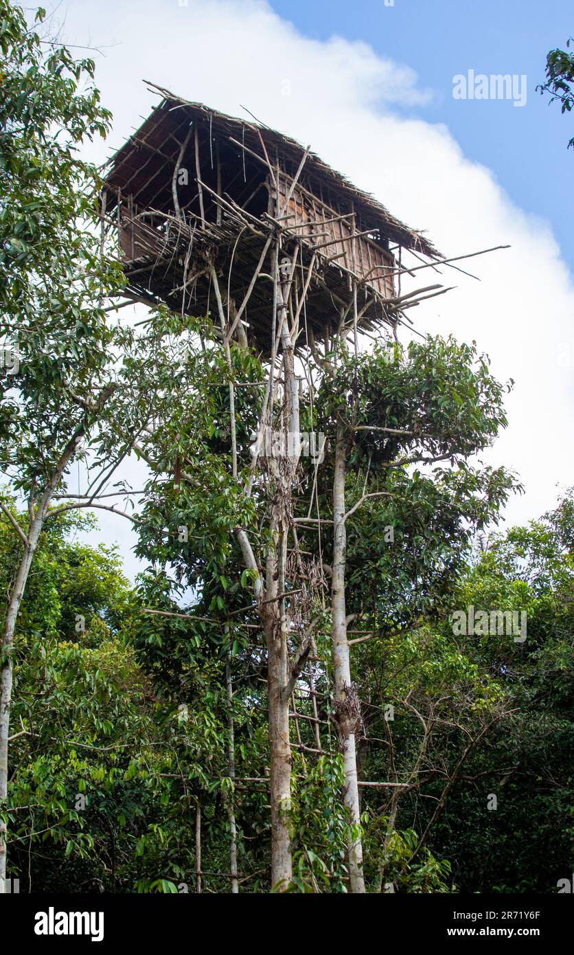 Korowai tree house hi-res stock photography and images - Alamy