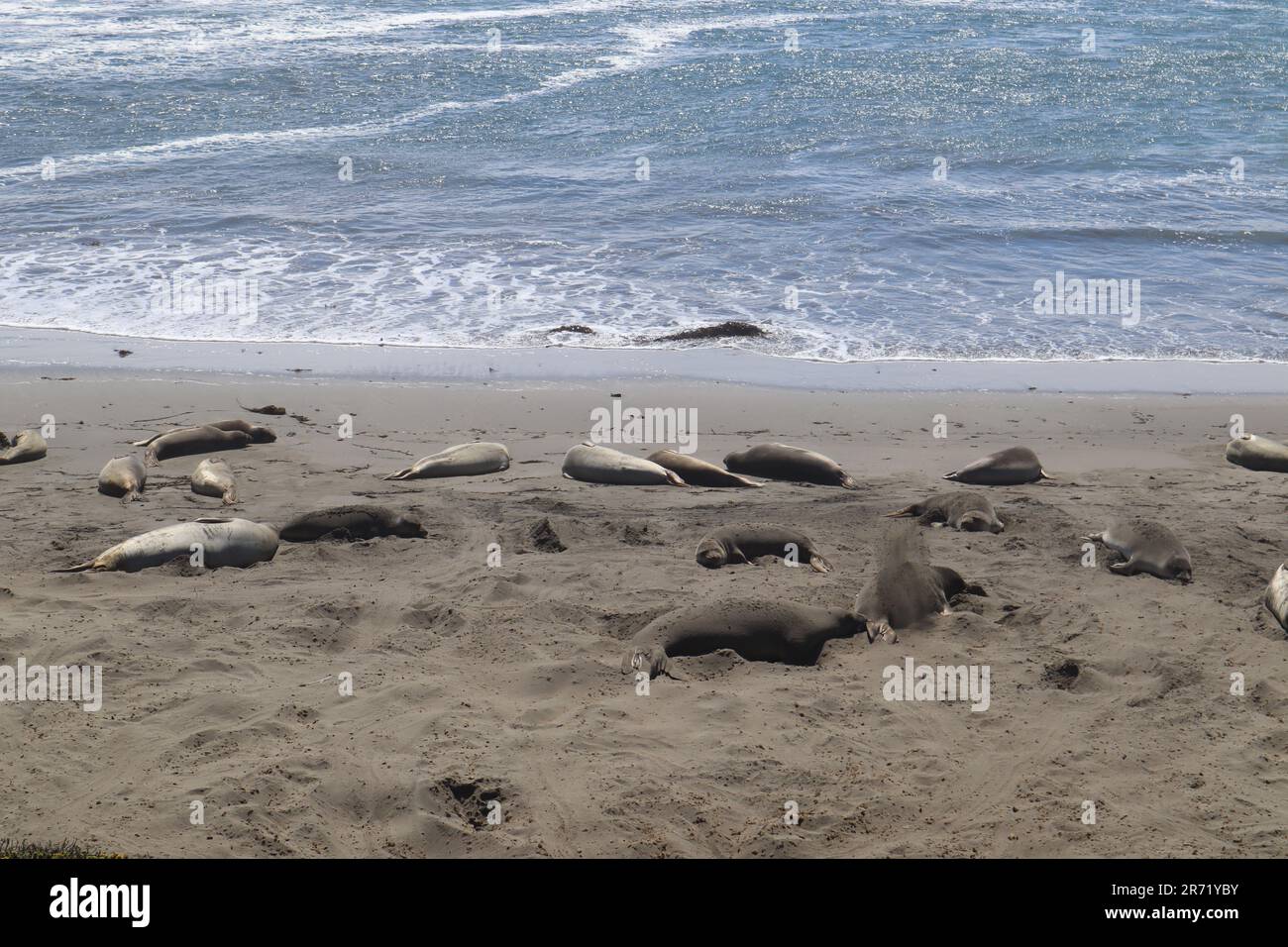 A group of Elephant Seals basking in the sun on a sandy beach Stock ...