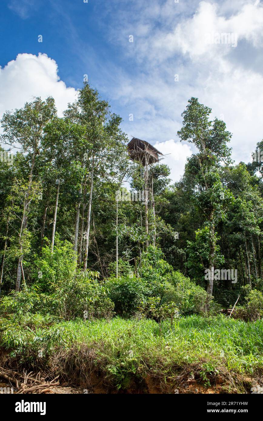 Korowai tree house hi-res stock photography and images - Alamy