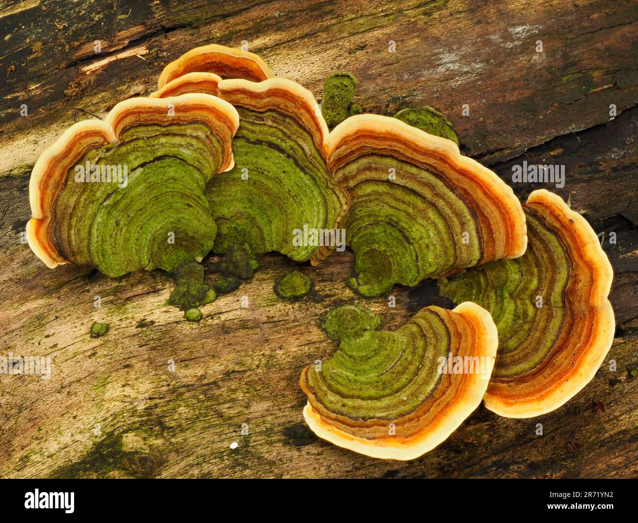 Stereum subtomentosum hi-res stock photography and images - Alamy