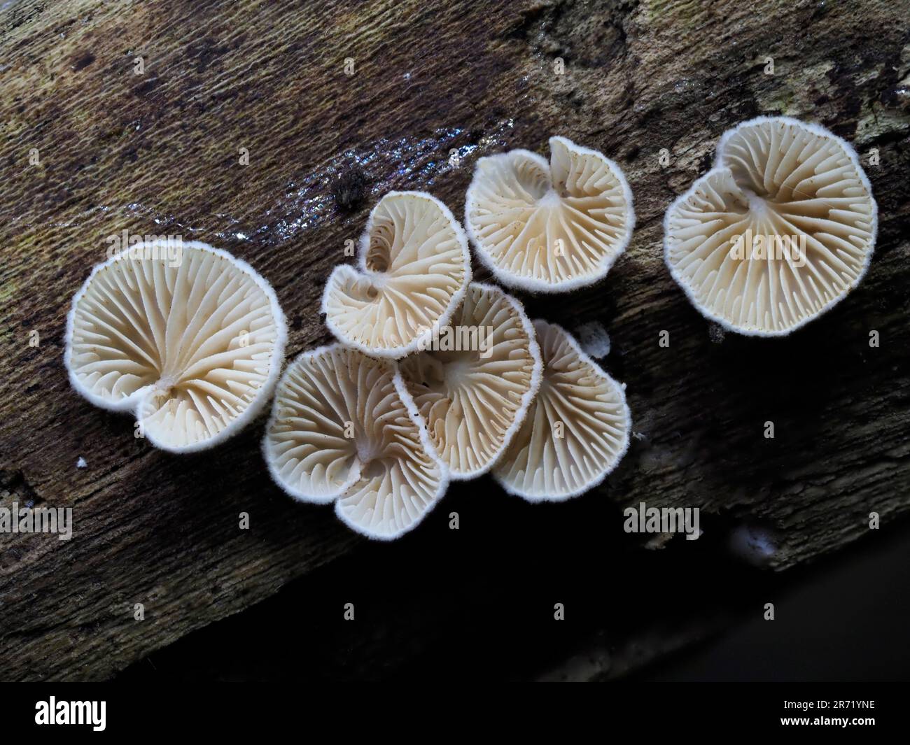 Soft fungi hi-res stock photography and images - Alamy