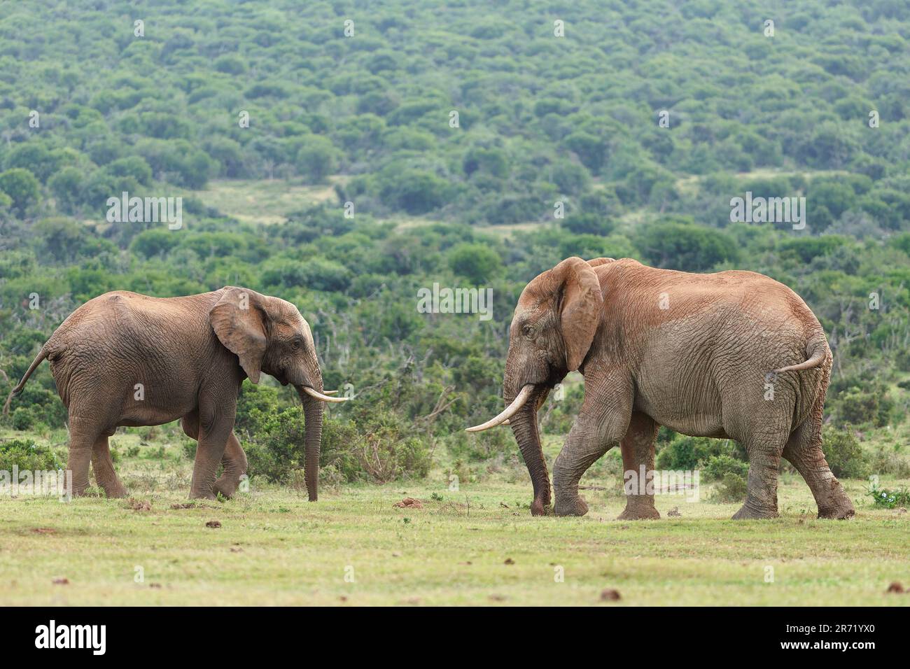 African bush elephants (Loxodonta africana), two male elephants feeding ...
