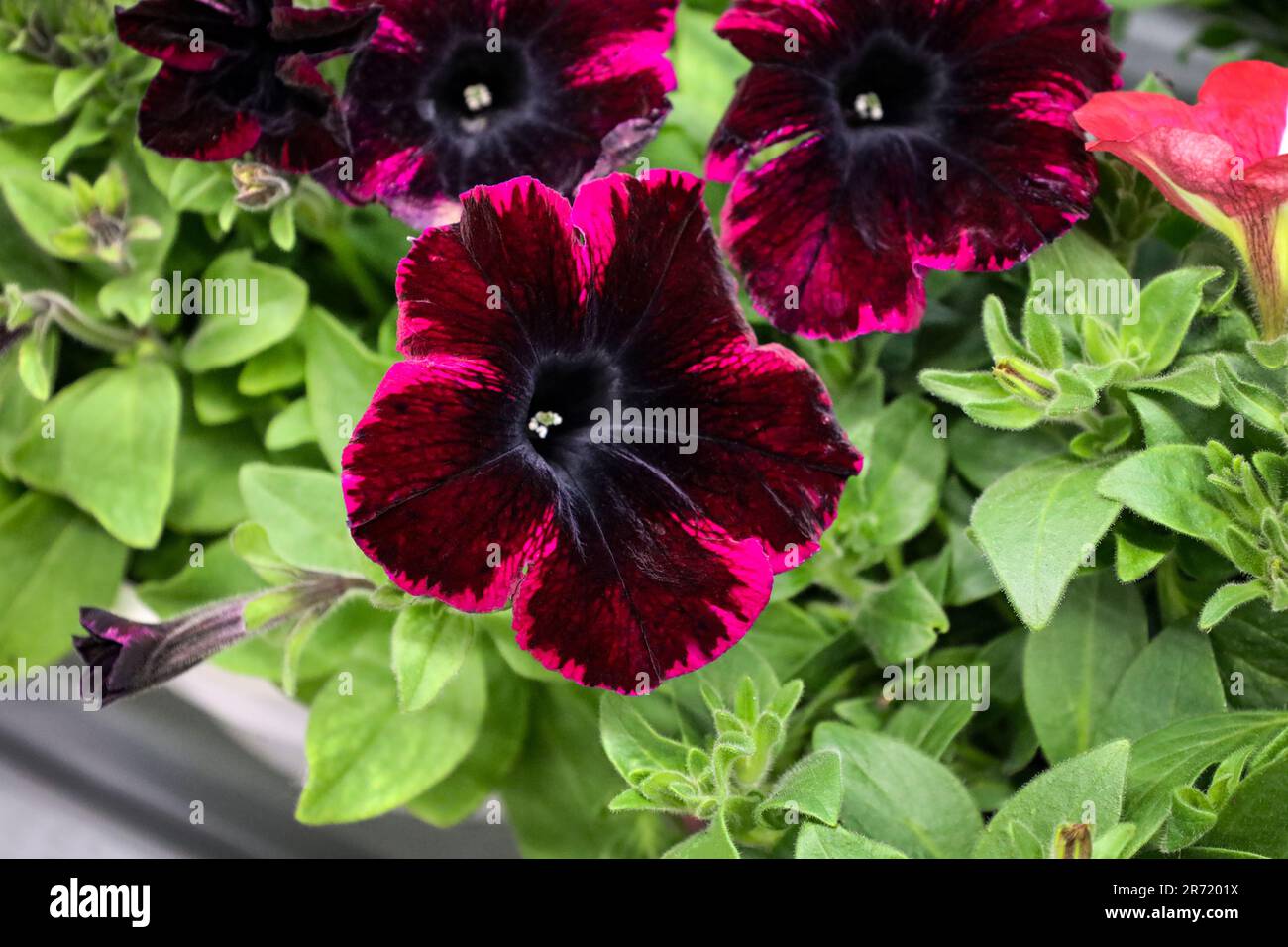 Dark red petunia in blooms potted closeup. flower arrangement of purple ...