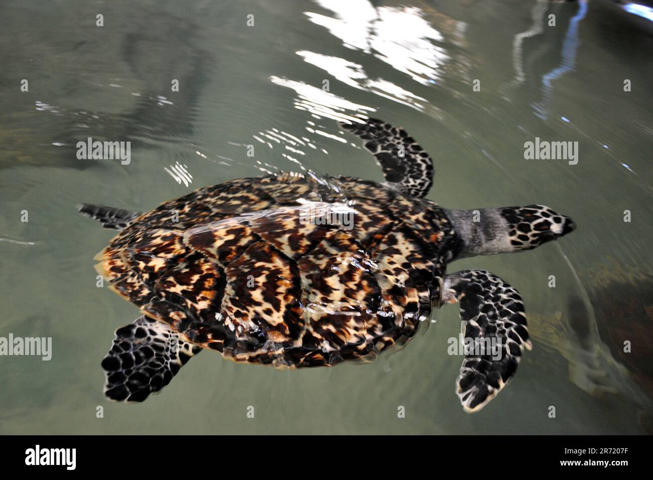 Turtle people hi-res stock photography and images - Alamy