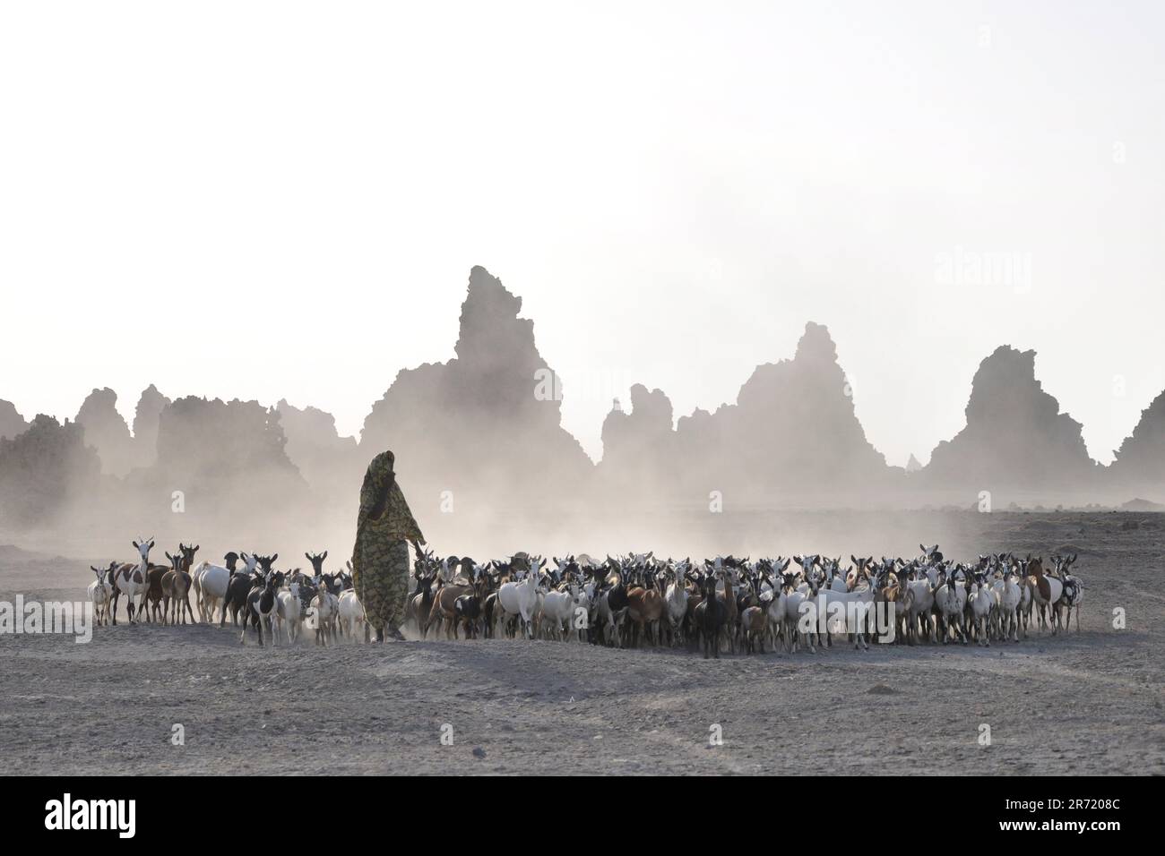 Djibouti. Abbe lake area. flock of goats. Afar Stock Photo - Alamy